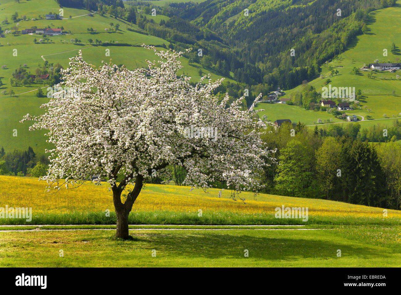 Tree path austria hi-res stock photography and images - Alamy