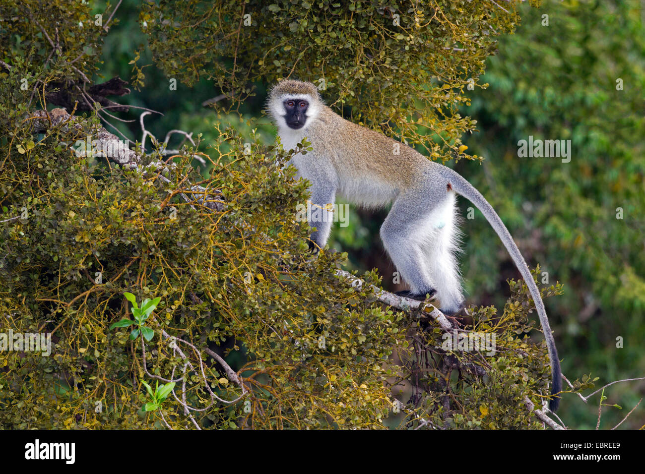 Vervet, Vervet monkey (Chlorocebus pygerythrus), on a branch in a tree ...