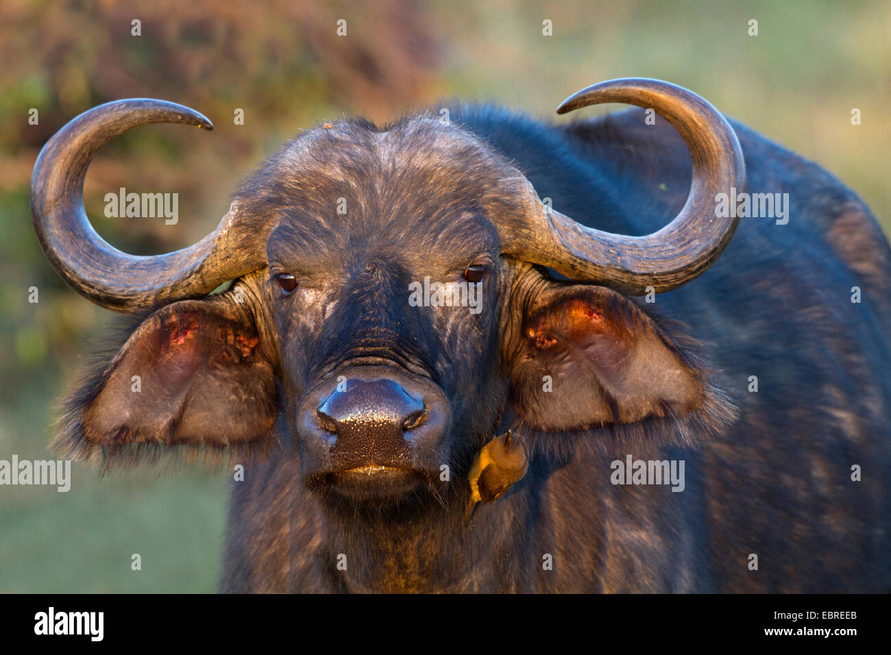 Buffalos neck hi-res stock photography and images - Alamy