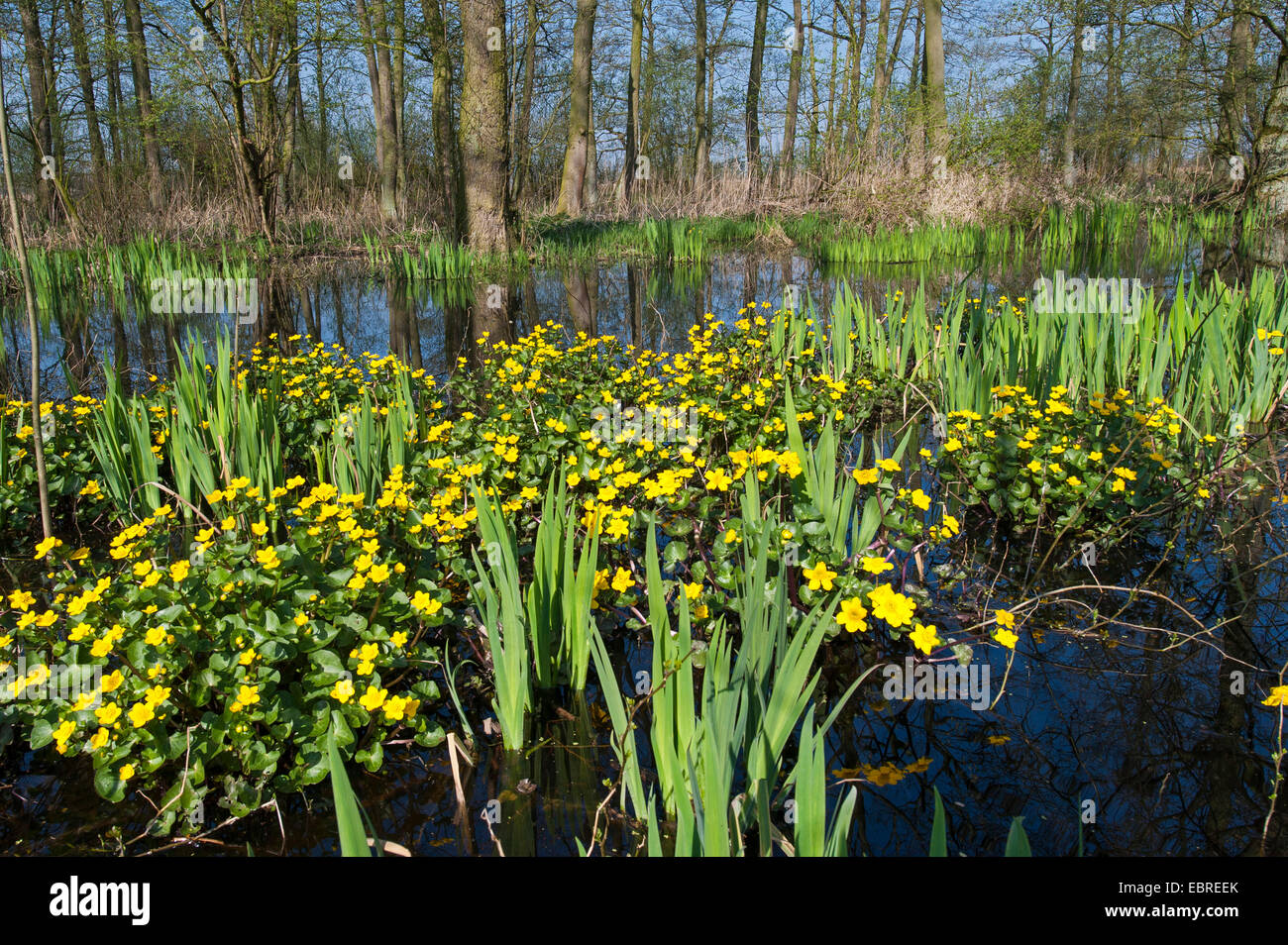 marsh marigold (Caltha palustris), blooming in an elder swamp forest in ...
