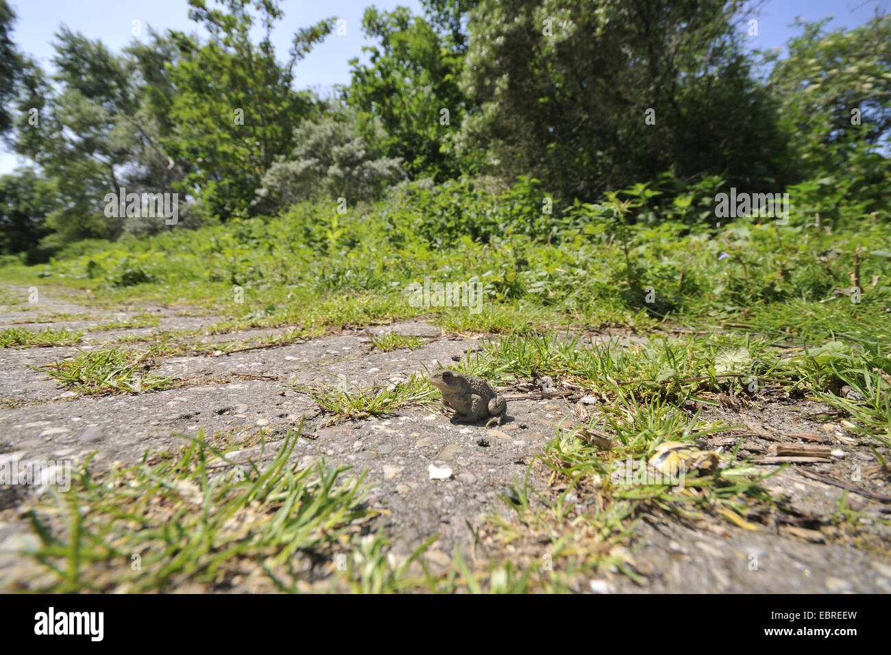 Common toad crossing road hi-res stock photography and images - Alamy