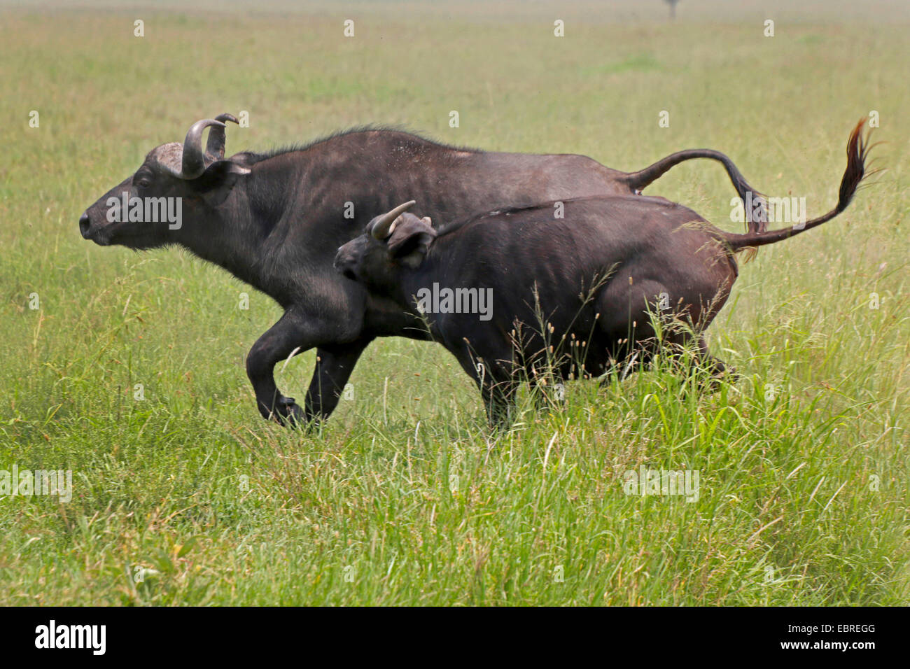 Buffalo africa running hi-res stock photography and images - Alamy