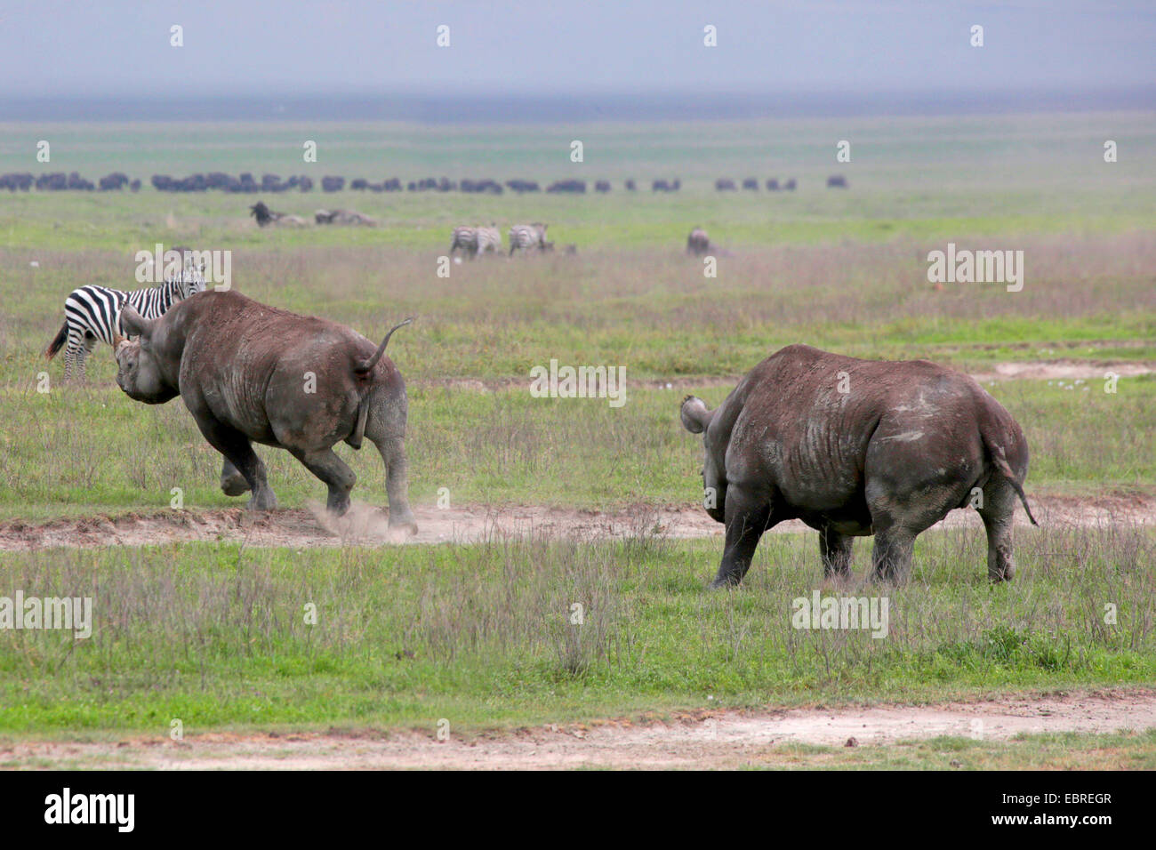 Black rhinoceros running hi-res stock photography and images - Alamy