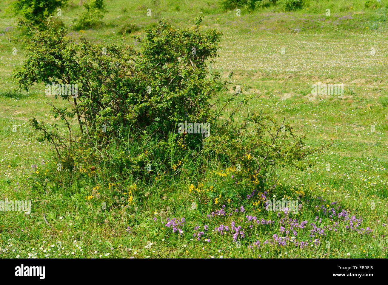 Folk medicine in turkey hi-res stock photography and images - Alamy