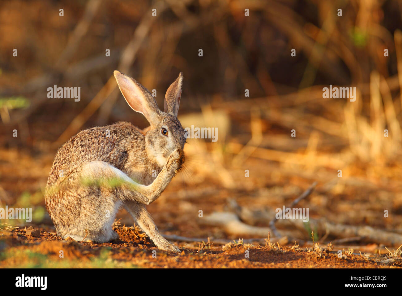 Scrub hare (Lepus saxatilis), at care of fur, South Africa, North West ...