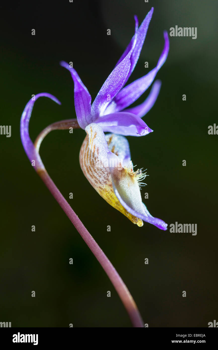 Calypso, fairy-slipper orchid, fairy slipper, Calypso orchid (Calypso ...