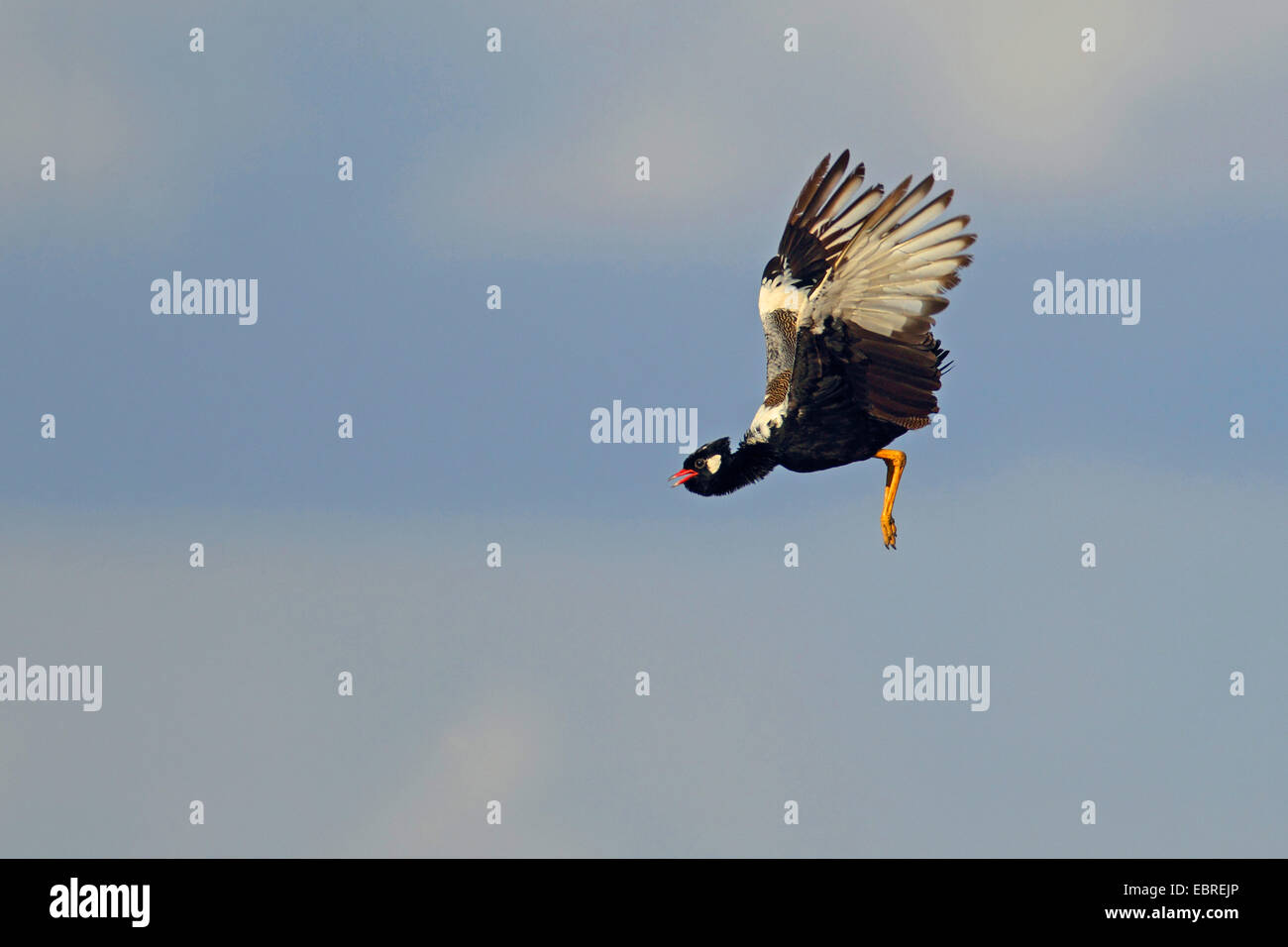 black bustard, black korhaan (Eupodotis afra), flying male, calling ...