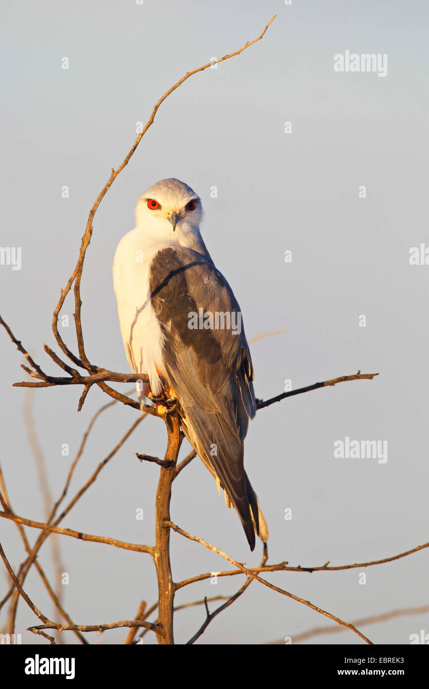 Black shouldered kites hi-res stock photography and images - Alamy