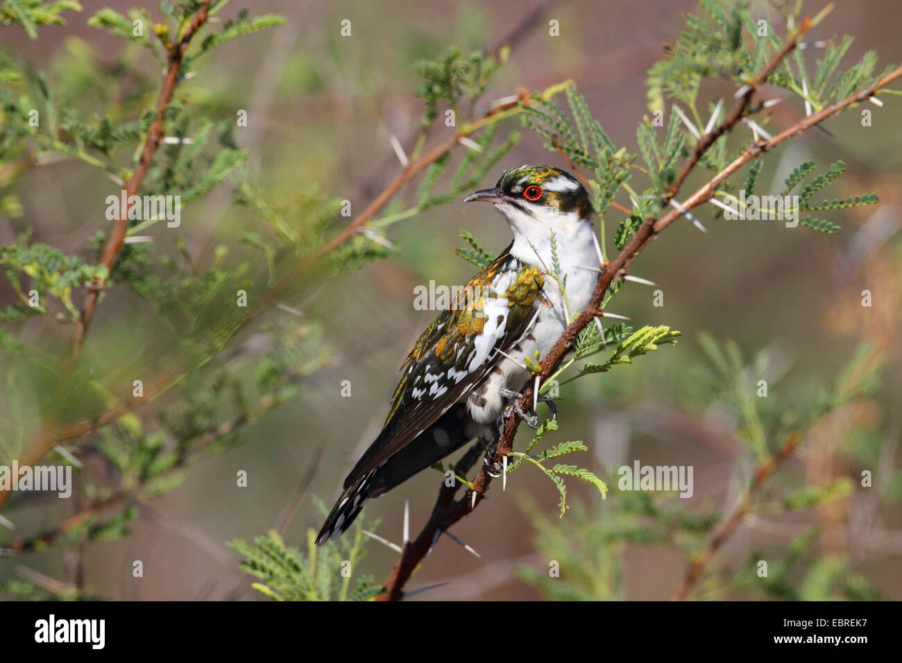 Diederik cuckoos hi-res stock photography and images - Alamy