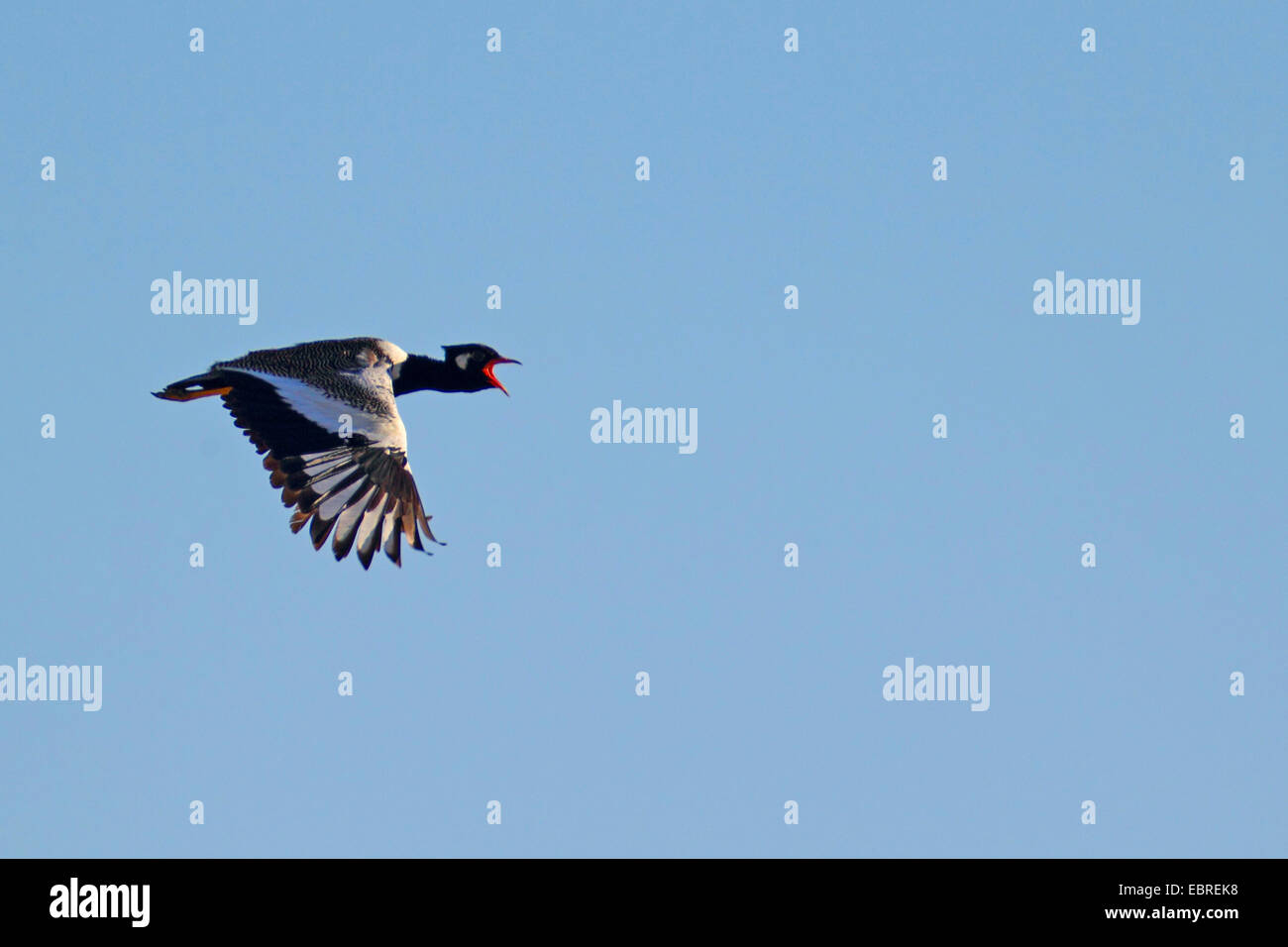black bustard, black korhaan (Eupodotis afra), flying male, calling ...