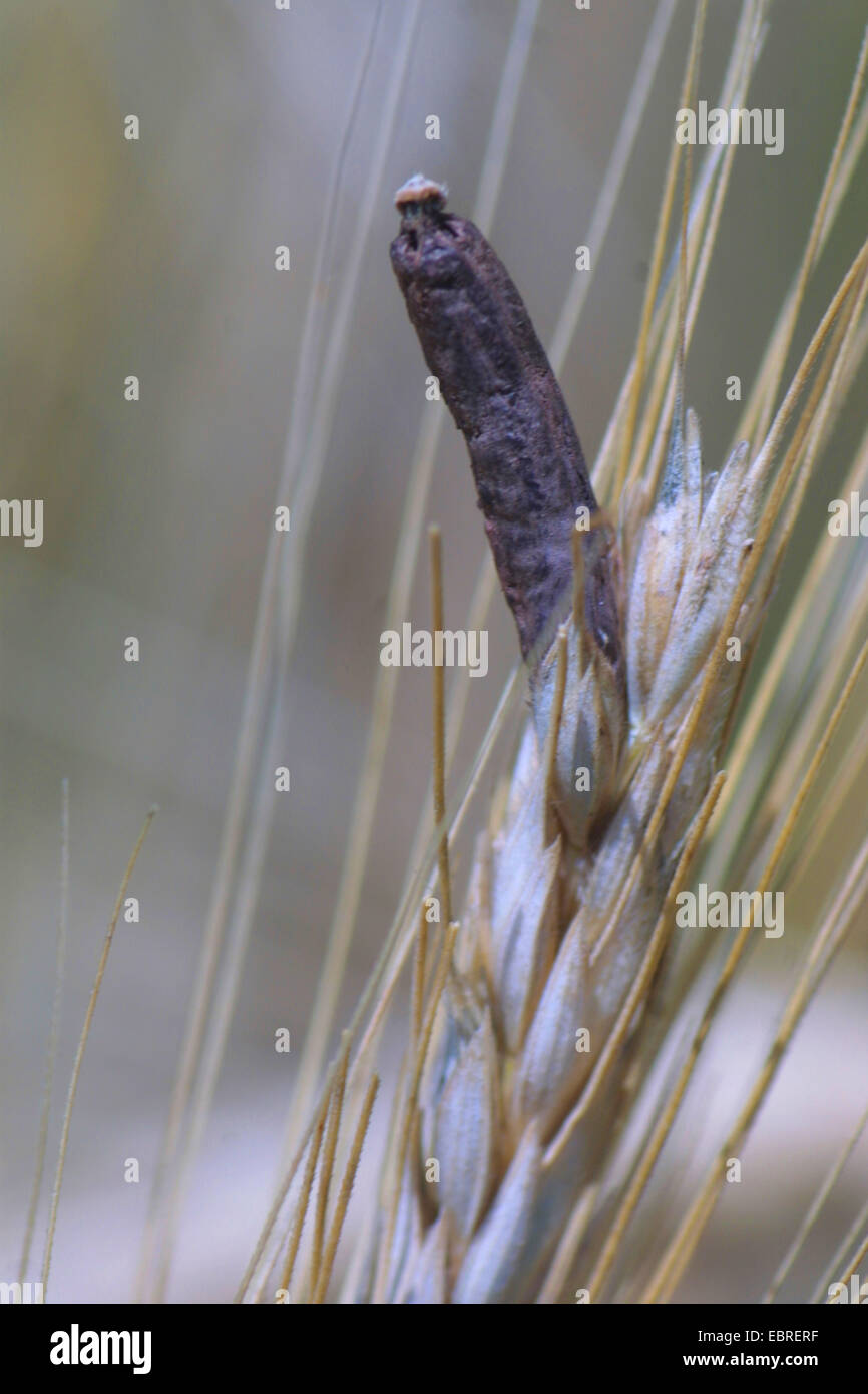 ergot, blood root (Claviceps purpurea), ergot on barley, Germany Stock ...