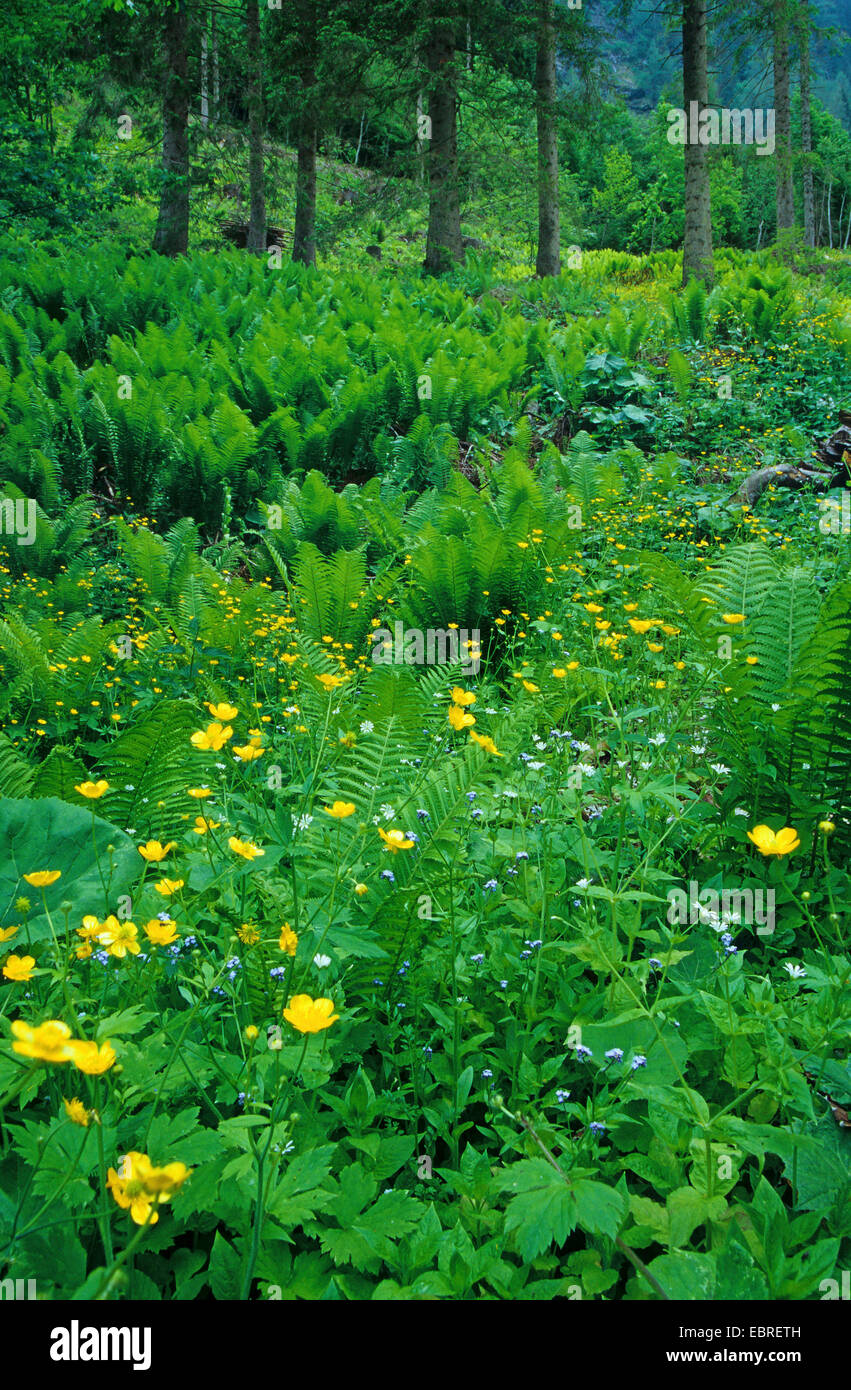 blooming buttercups and ferns in spring forest, Italy, South Tyrol ...