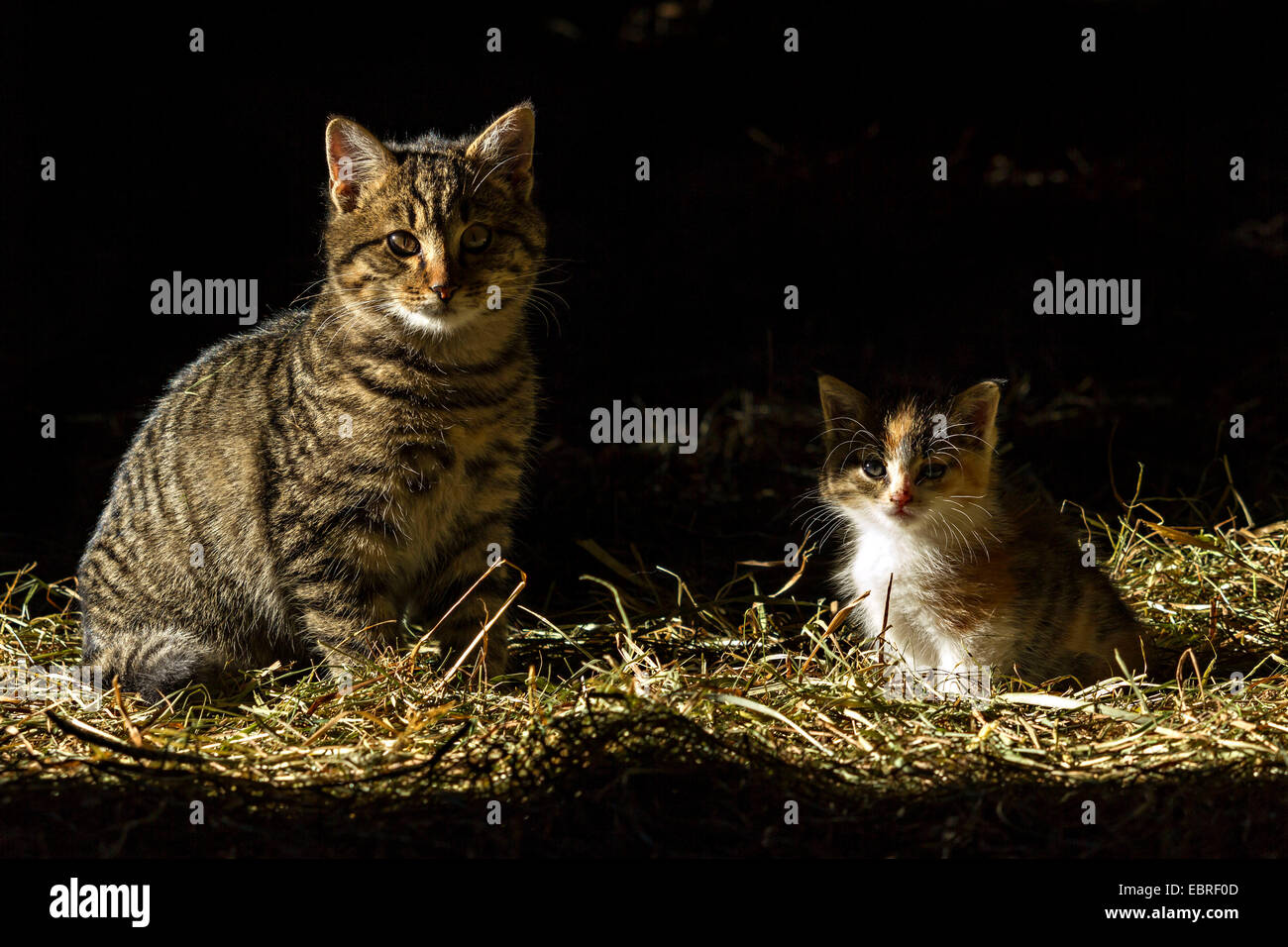 Tortoiseshell tabby hi-res stock photography and images - Alamy