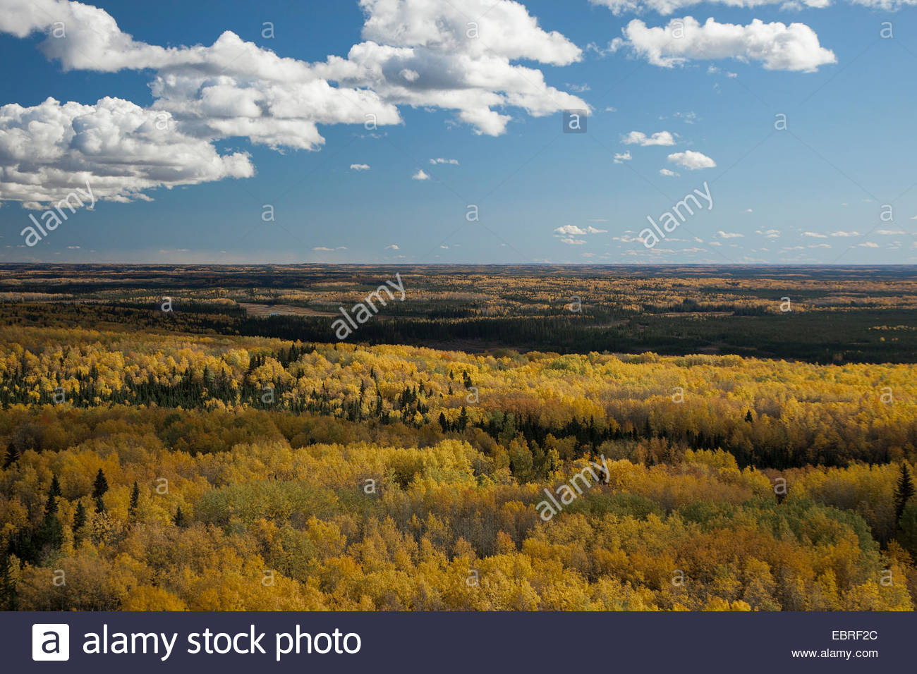 Golden_autumn hi-res stock photography and images - Alamy