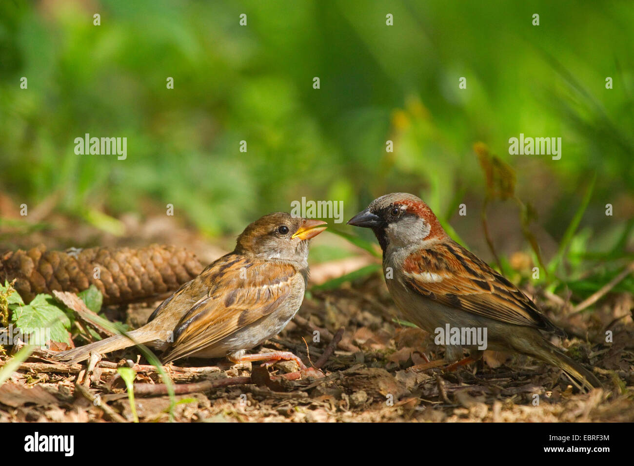 house sparrow (Passer domesticus), squeaker on the ground begging for ...