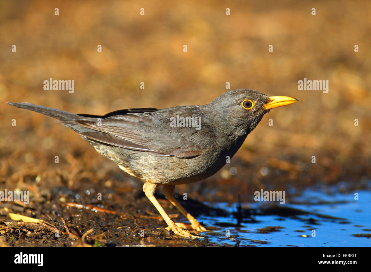 African thrush hi-res stock photography and images - Alamy