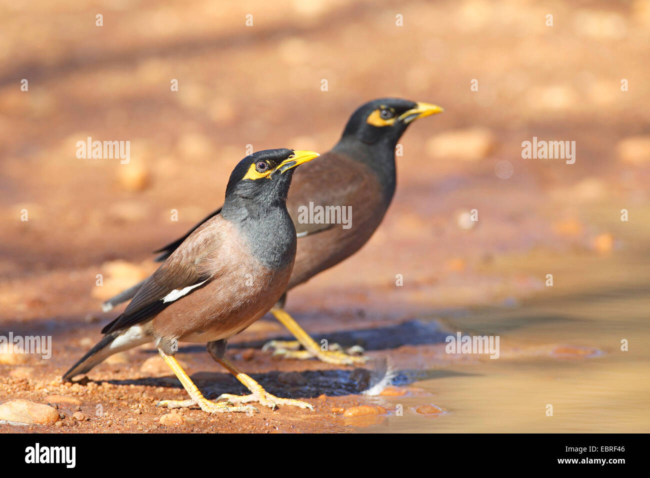 Two common mynas acridotheres tristis hi-res stock photography and ...