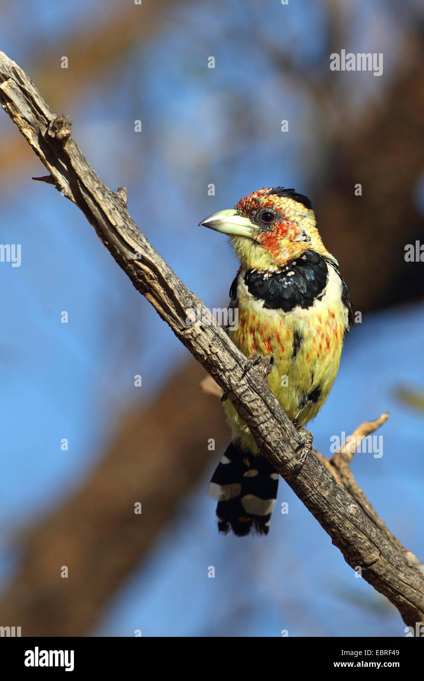 Levaillant's barbet (Trachyphonus vaillantii), sitting on a branch ...