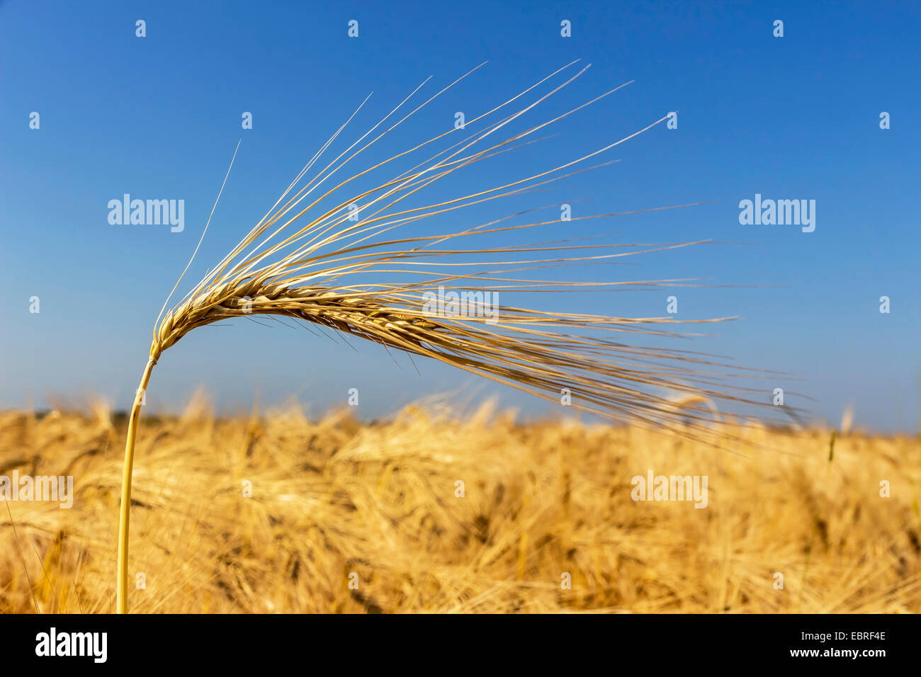 Barley spike with hi-res stock photography and images - Alamy