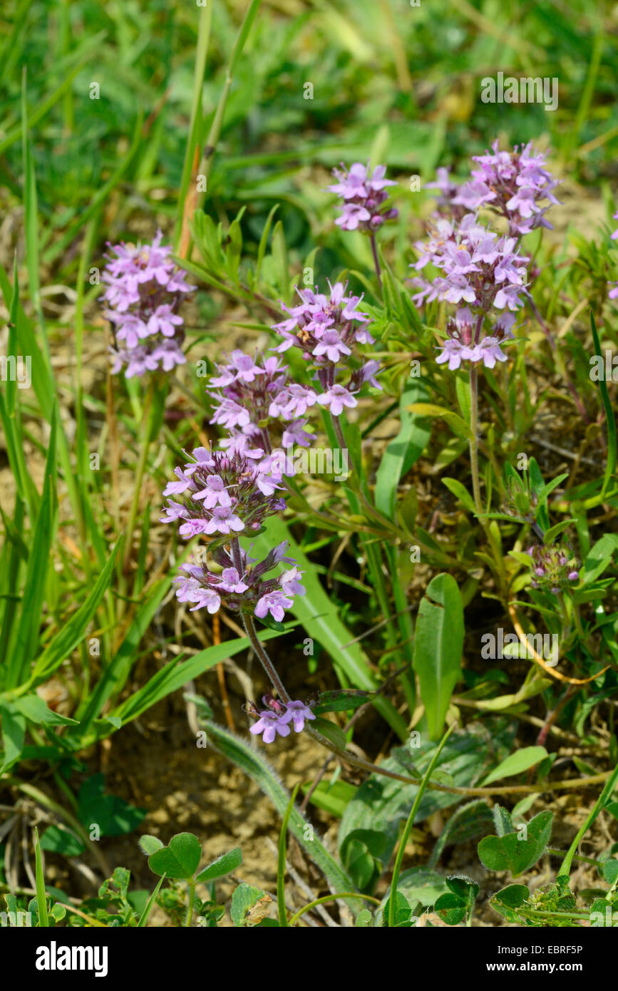 Thymus spec plants hi-res stock photography and images - Alamy