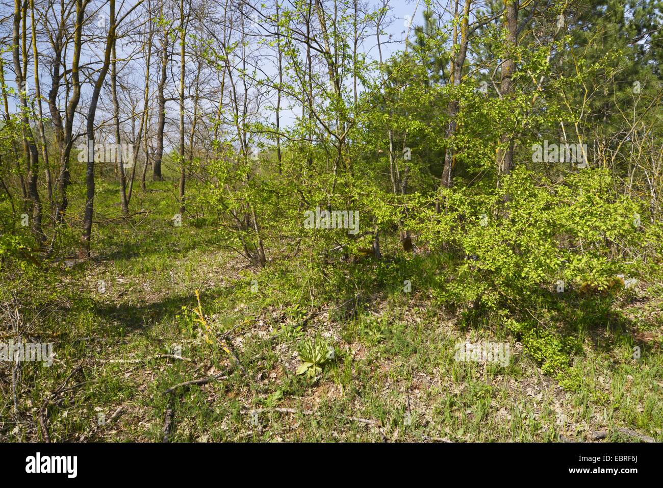 light-flooded young forest , Turkey, Thrace Stock Photo - Alamy
