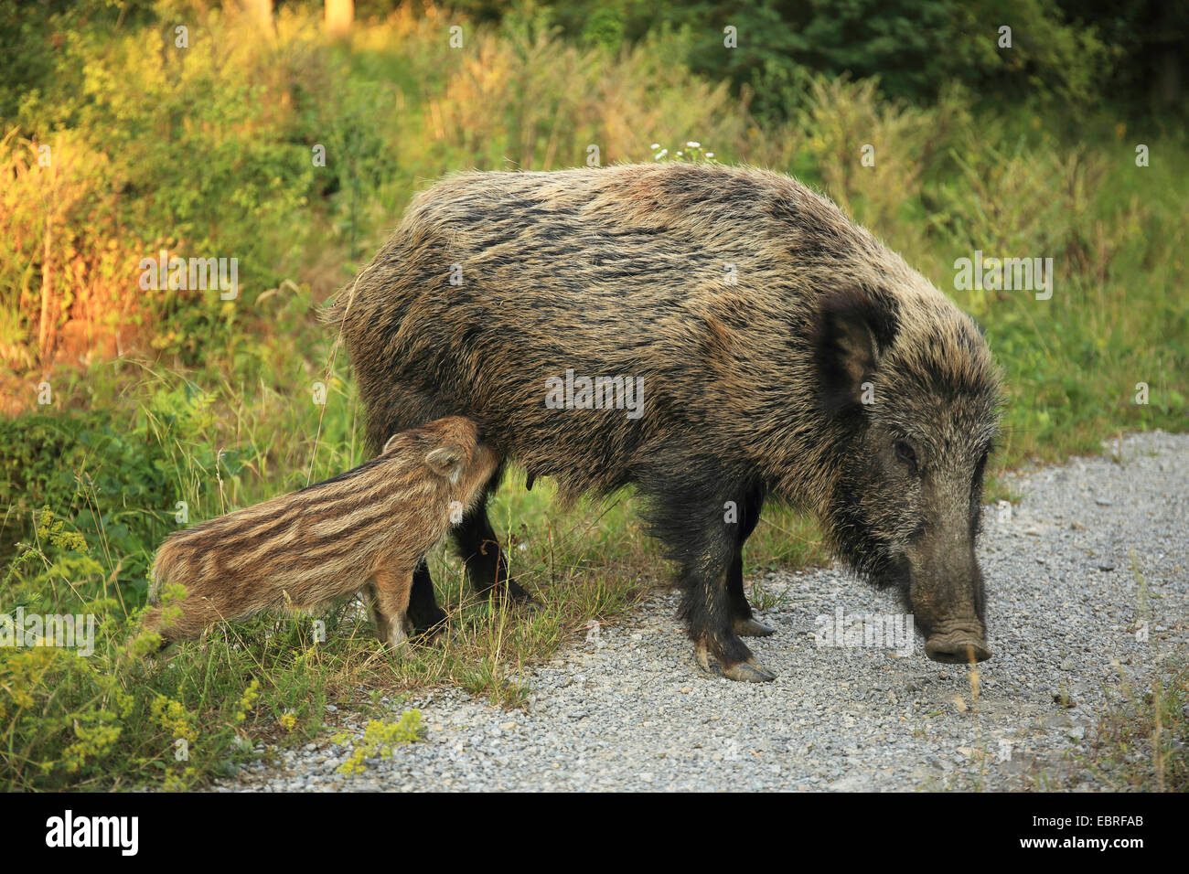wild boar, pig, wild boar (Sus scrofa), female nursing shoat, Germany ...