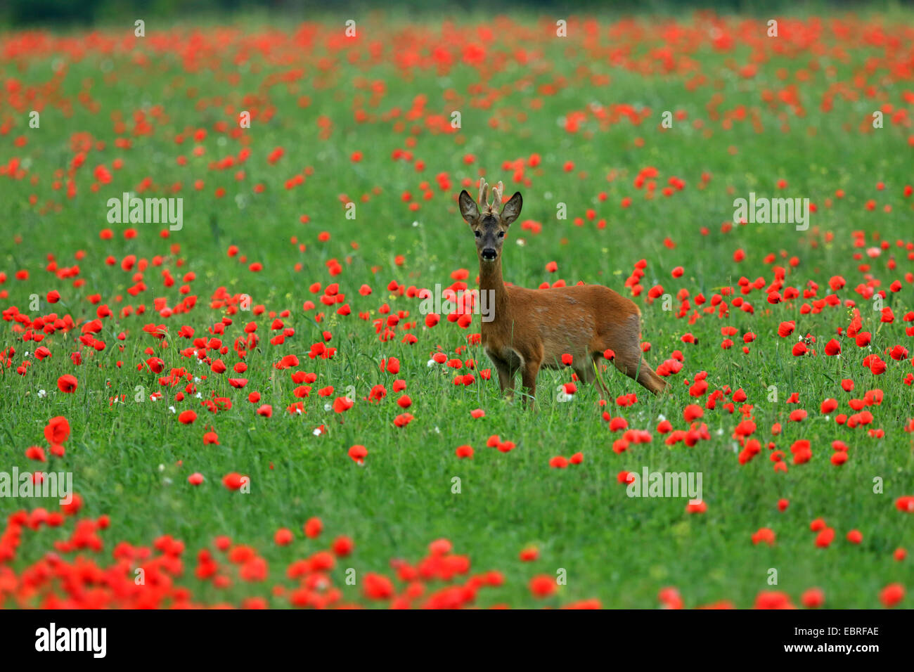 roe deer (Capreolus capreolus), roebuck in a poppy field, Hungary ...