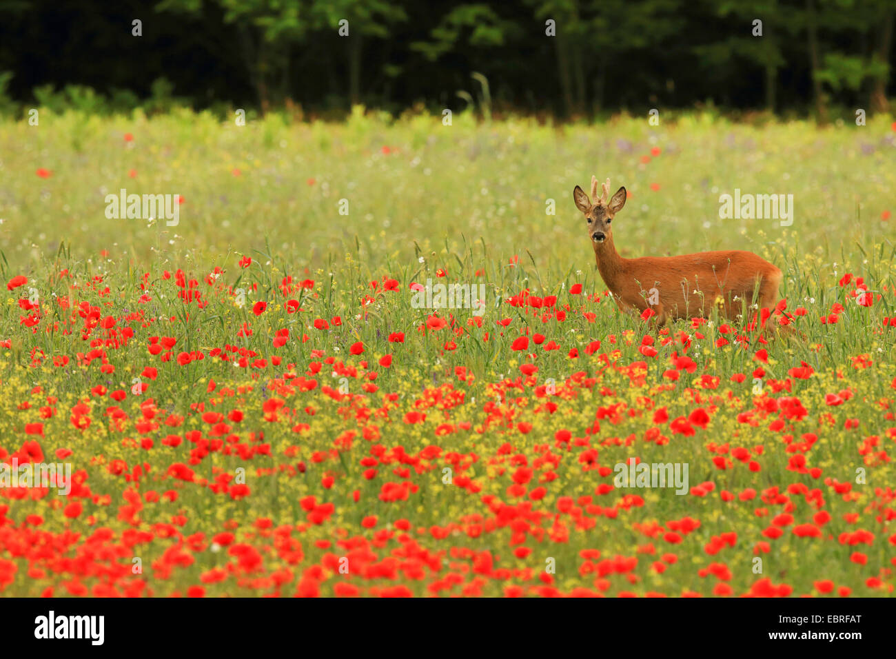 roe deer (Capreolus capreolus), roebuck in a poppy field, Hungary ...