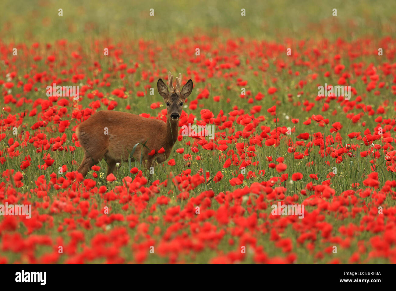 roe deer (Capreolus capreolus), roebuck in a poppy field, Hungary ...