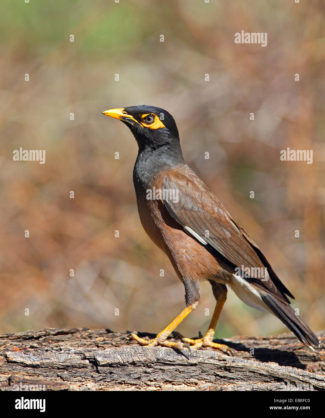 common mynah (Acridotheres tristis), standing on a tree stem, South ...