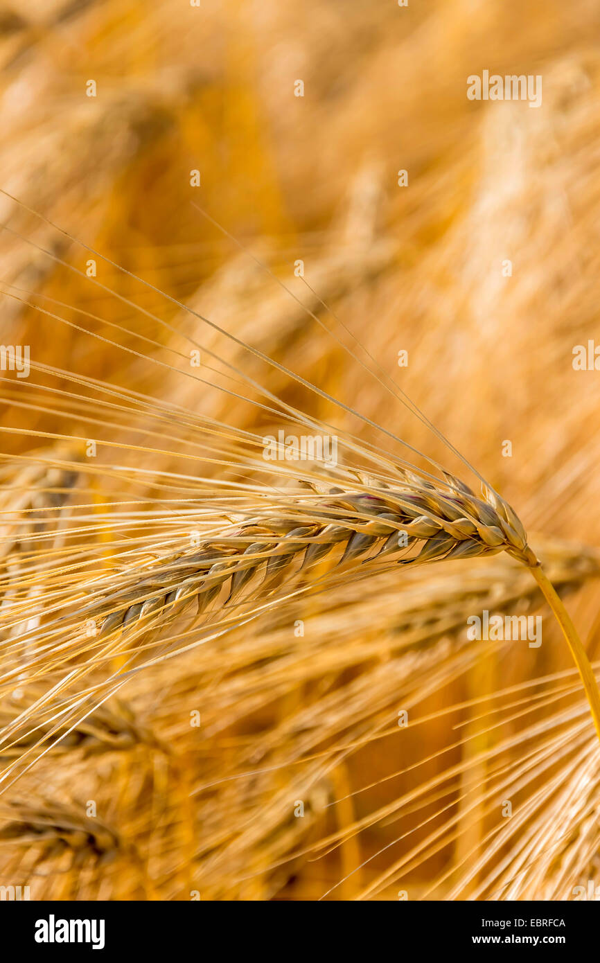 barley (Hordeum vulgare), ripe barley, Austria Stock Photo - Alamy