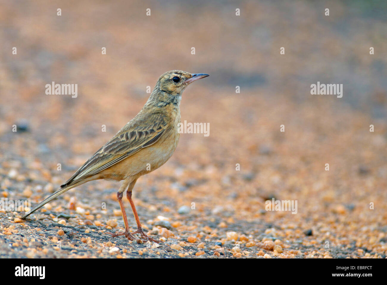 Long-billed pitpit (Anthus similis), standing on the ground, South ...