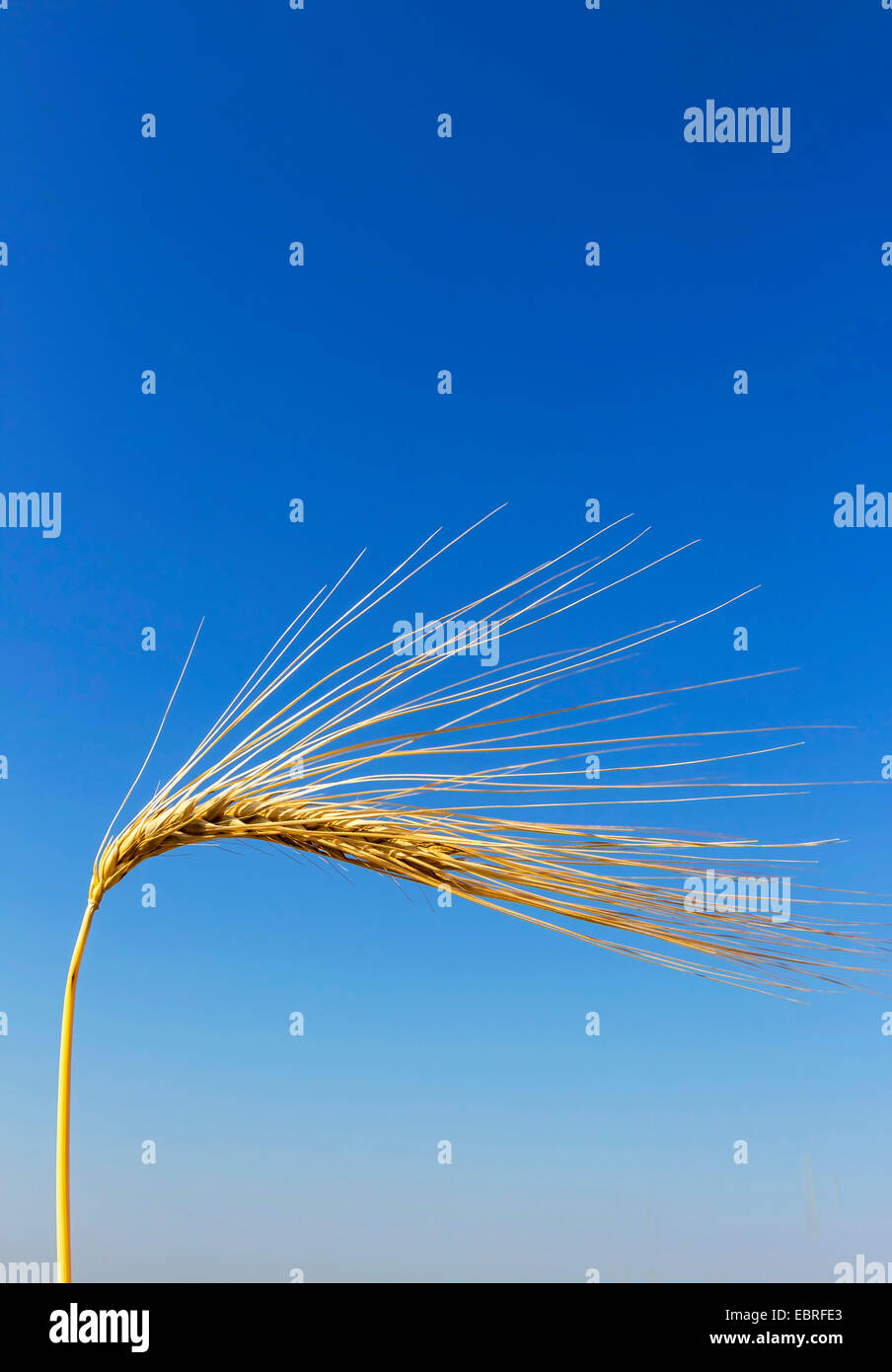 barley (Hordeum vulgare), ripe barley spike, Austria Stock Photo - Alamy