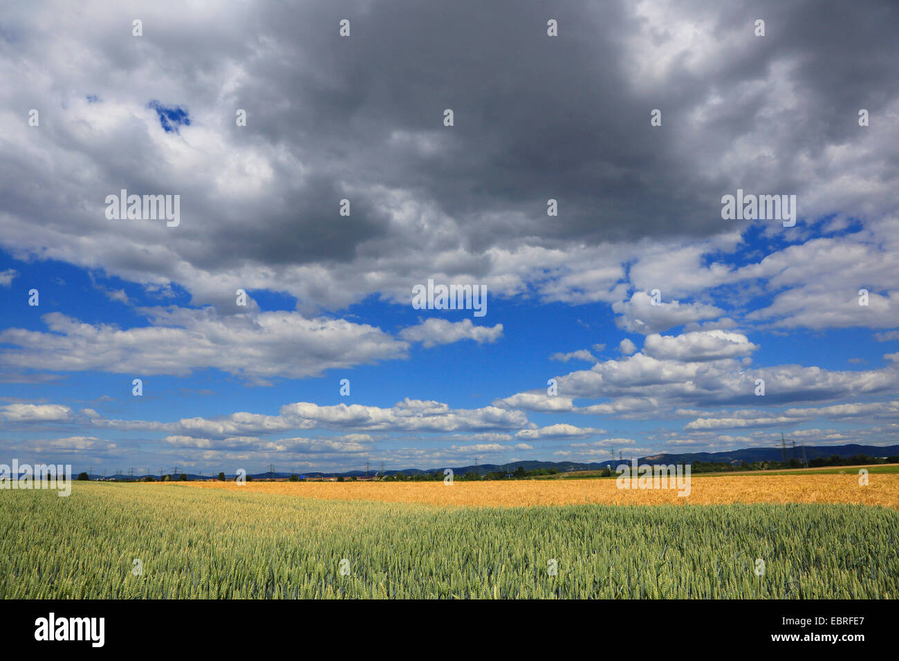Wheatfield hi-res stock photography and images - Alamy