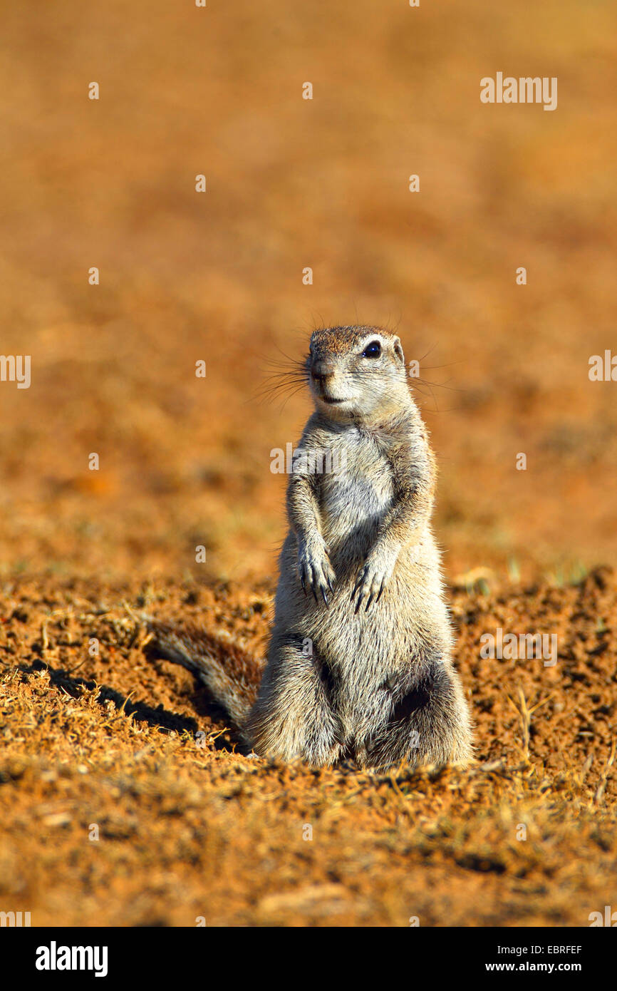 South African ground squirrel, Cape ground squirrel (Geosciurus inauris ...