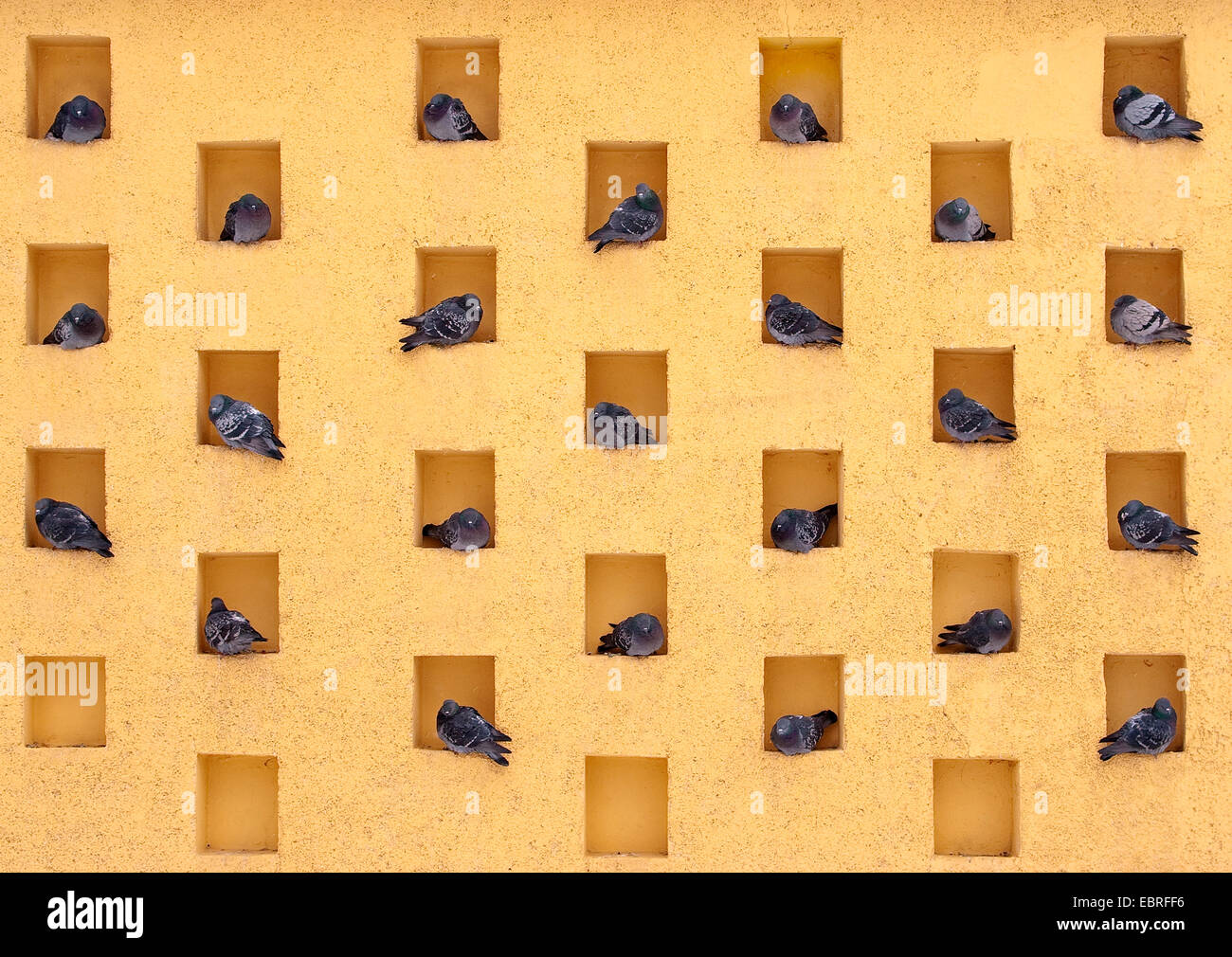 Social Birds High Resolution Stock Photography and Images - Alamy