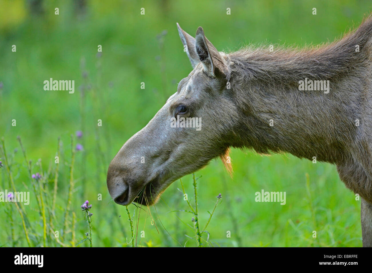 elk, European moose (Alces alces alces), portrait of a feeding cow ...