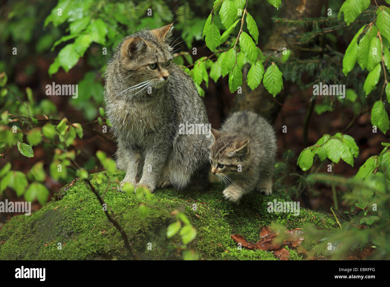 European wildcat, forest wildcat (Felis silvestris silvestris), cat ...