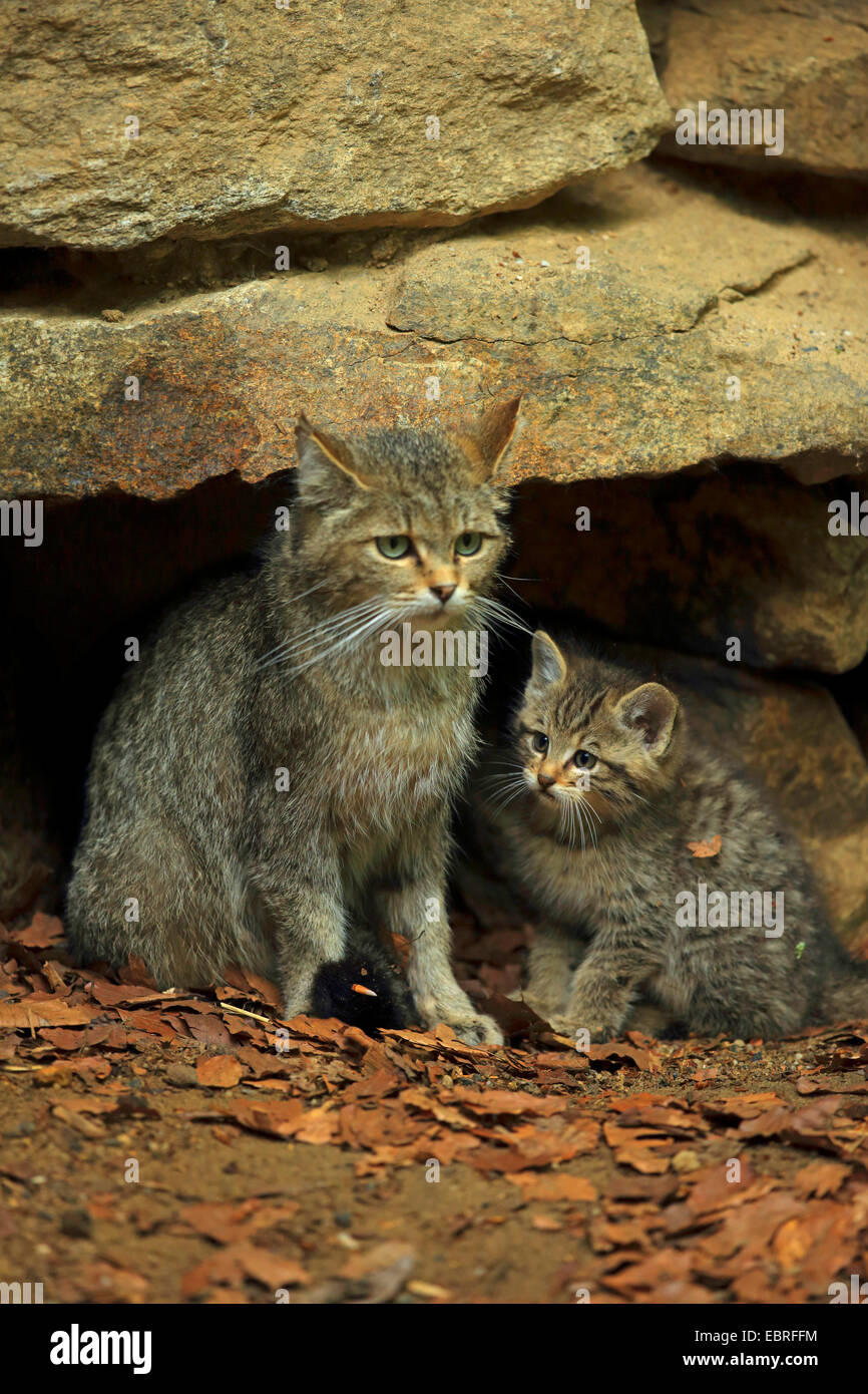 European wildcat, forest wildcat (Felis silvestris silvestris), cat ...