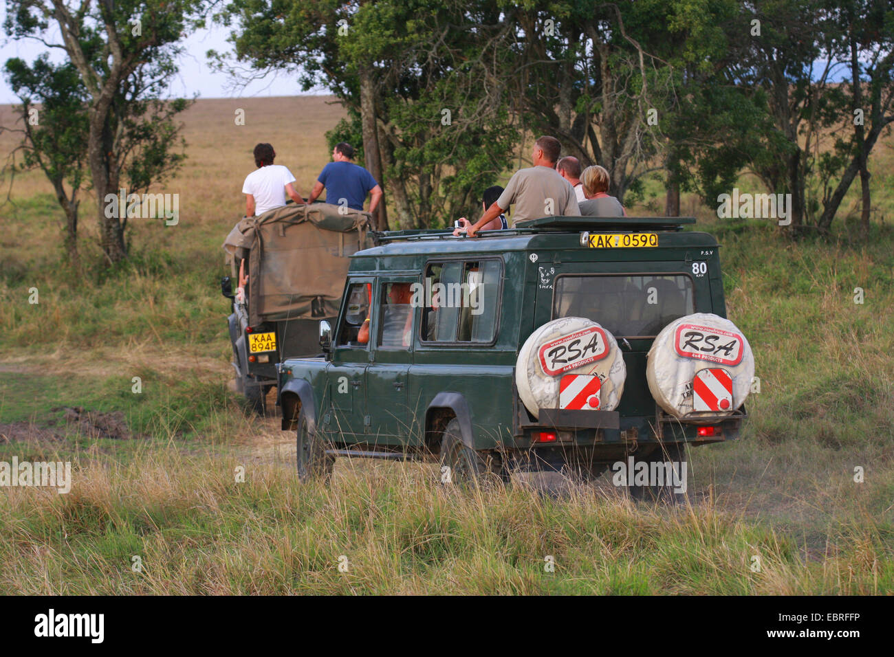 safari tour in the savannah, Kenya, Masai Mara National Park Stock ...