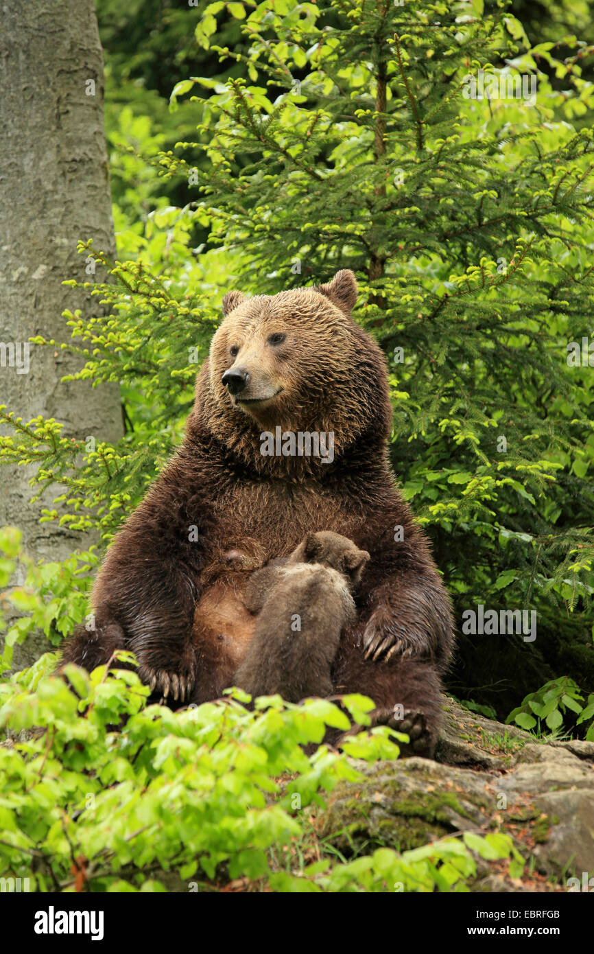 European brown bear (Ursus arctos arctos), bearess sucking bear cub in ...