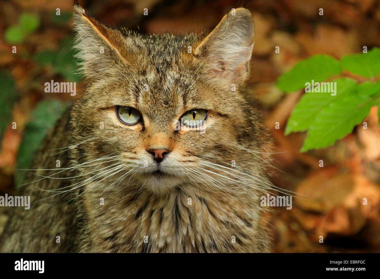 European wildcat, forest wildcat (Felis silvestris silvestris ...