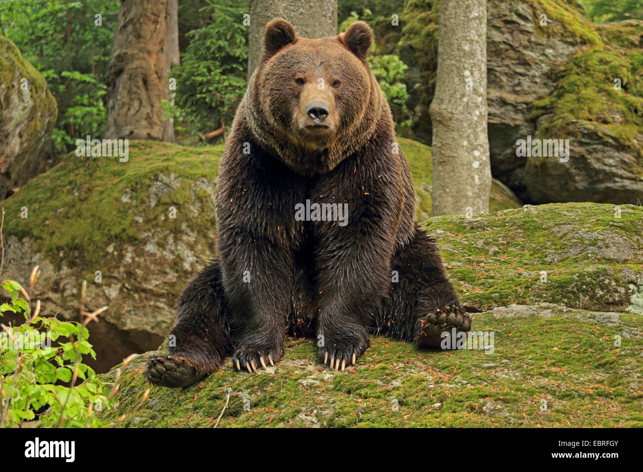 Brown Bear Sitting