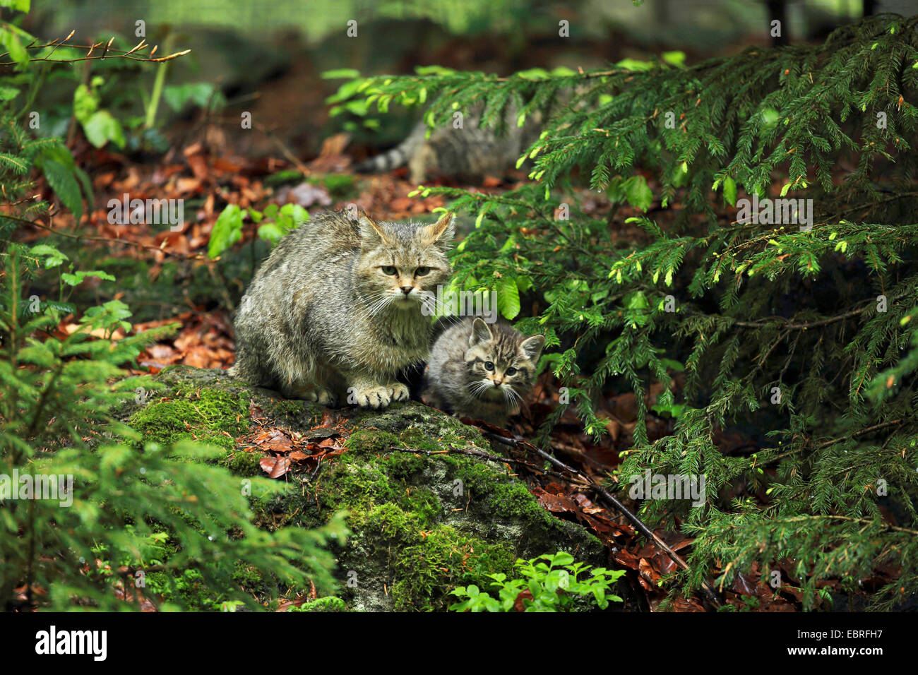 European wildcat, forest wildcat (Felis silvestris silvestris), cat ...