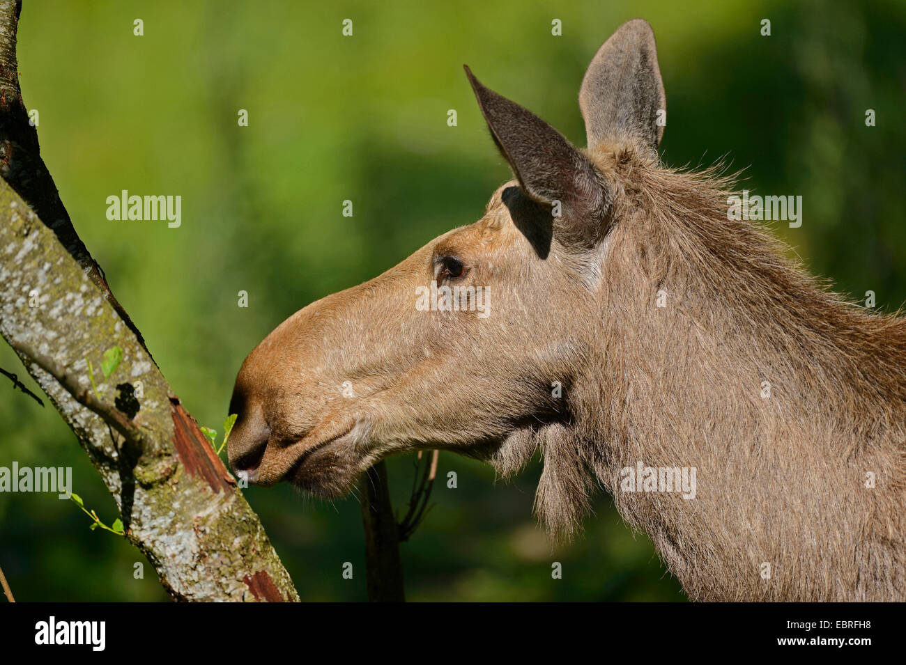 Moose head shots hi-res stock photography and images - Alamy