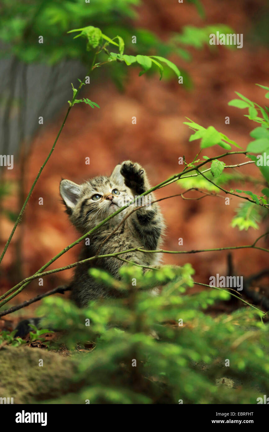 European wildcat, forest wildcat (Felis silvestris silvestris), kitten ...