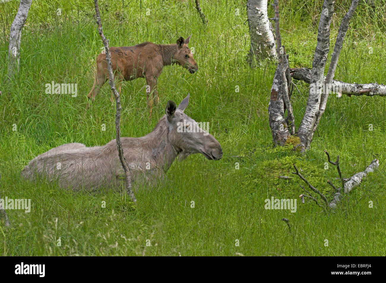 Full side view of a moose calf hi-res stock photography and images - Alamy