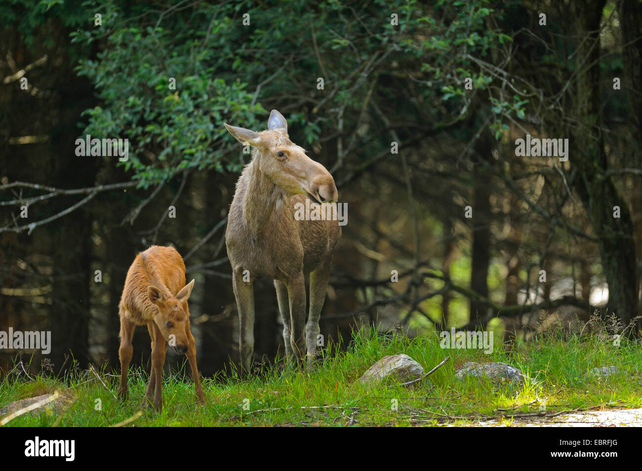 elk, European moose (Alces alces alces), cow moose with calf in a ...