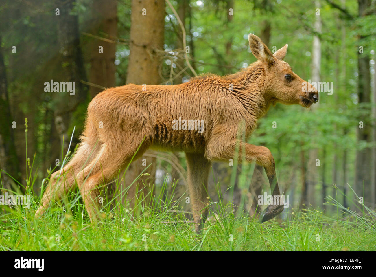 elk, European moose (Alces alces alces), moose calf in a forest ...