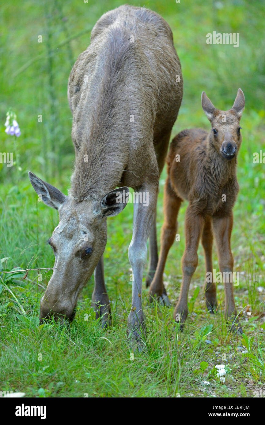 elk, European moose (Alces alces alces), cow moose with calf on a ...